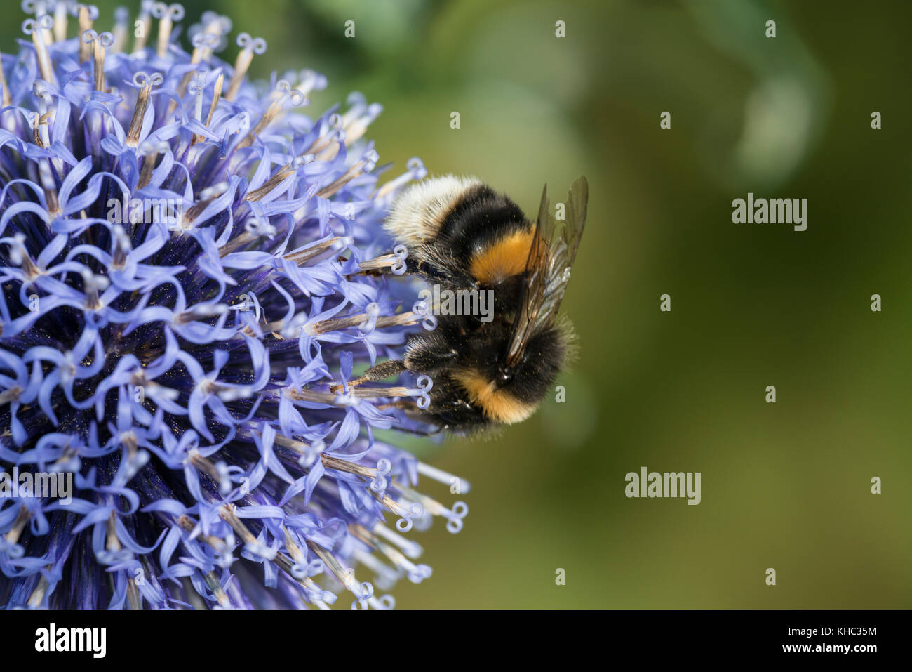 Buff-tailed Bumblebee (Bombus terrestris), worker feeding on flower ...