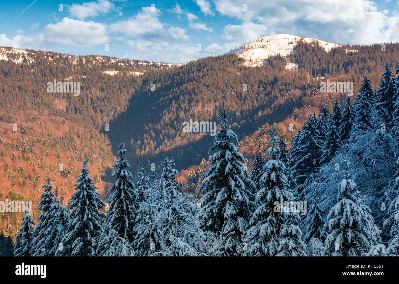 snowy conifer forest in mountains. beautiful nature scenery in evening ...