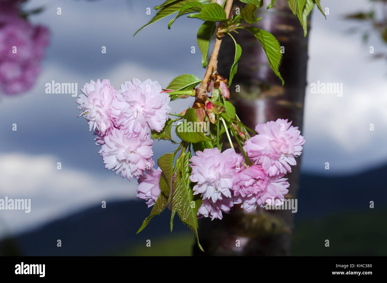 Prunus kiku shidare sakura hi-res stock photography and images - Alamy