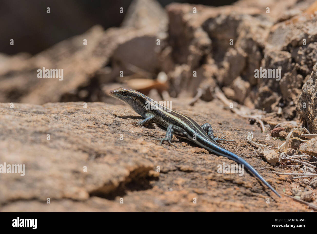 Striped Skink (Trachylepis striata) basking on a rock Stock Photo - Alamy
