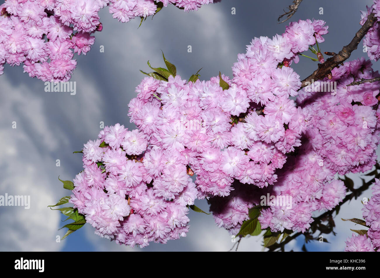 Prunus kiku shidare sakura hi-res stock photography and images - Alamy