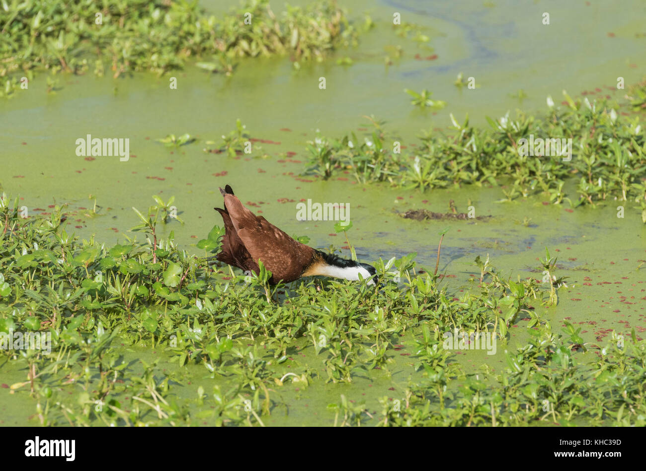 African Jacana (Actophilornis africanus) foraging Stock Photo - Alamy