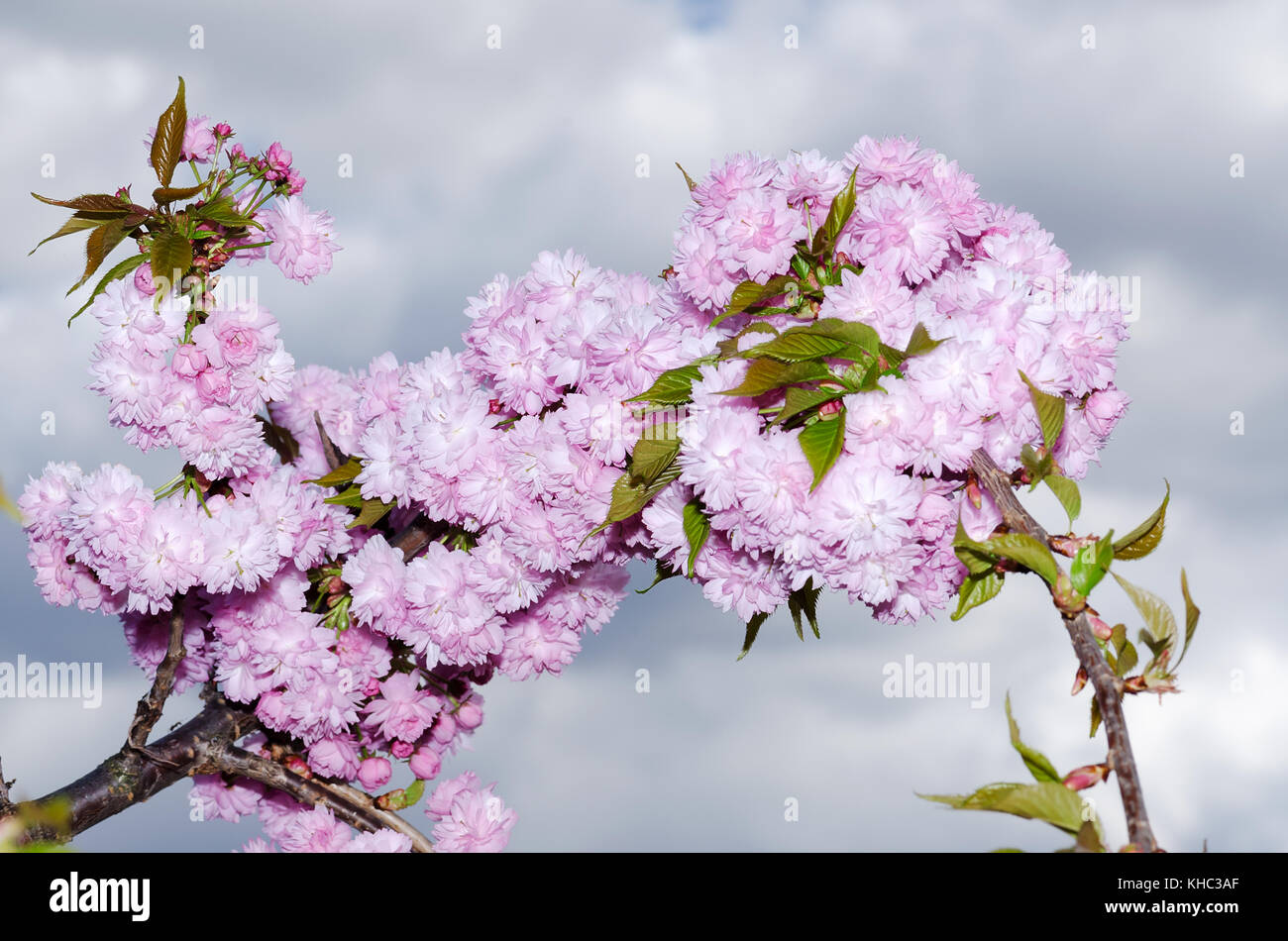 Prunus kiku shidare sakura hi-res stock photography and images - Alamy