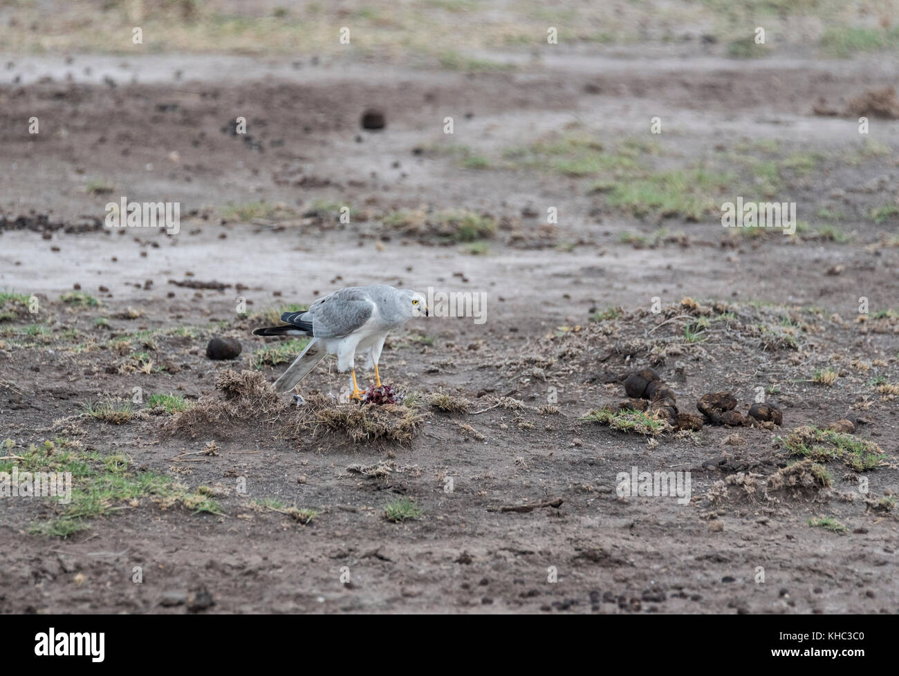 Pallid Harrier (Circus macrourus) eating its prey Stock Photo - Alamy