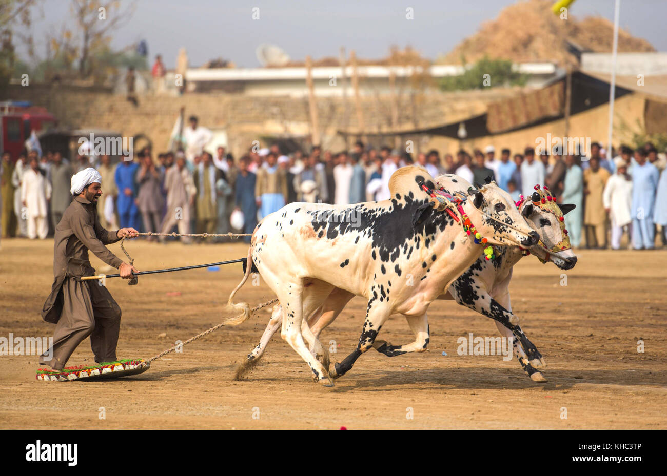 Rural Pakistan, the thrill and pageantry bull race. Men balancing ...