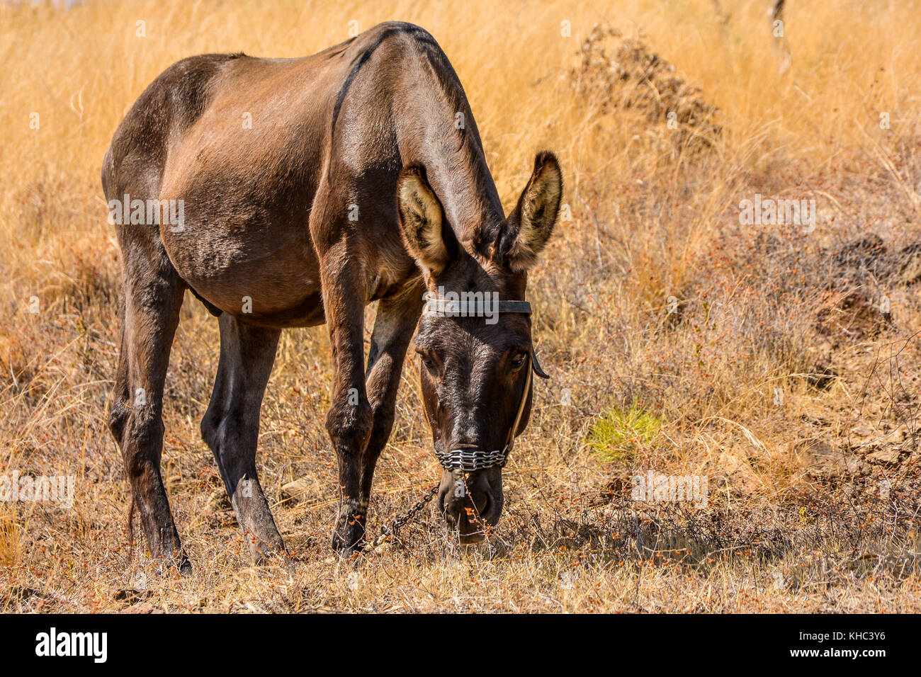Donkey Power High Resolution Stock Photography and Images - Alamy