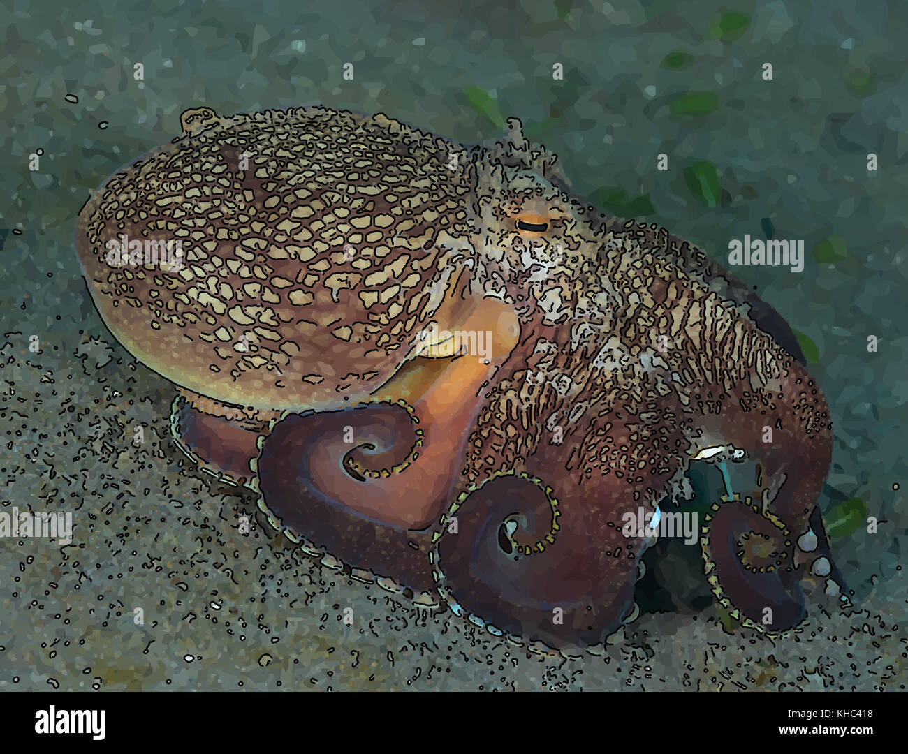 Amphioctopus marginatus, also known as the coconut octopus and the ...
