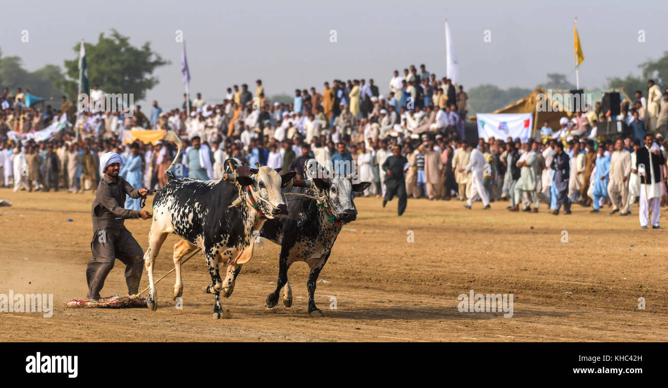 Rural Pakistan, the thrill and pageantry bull race. Men balancing ...