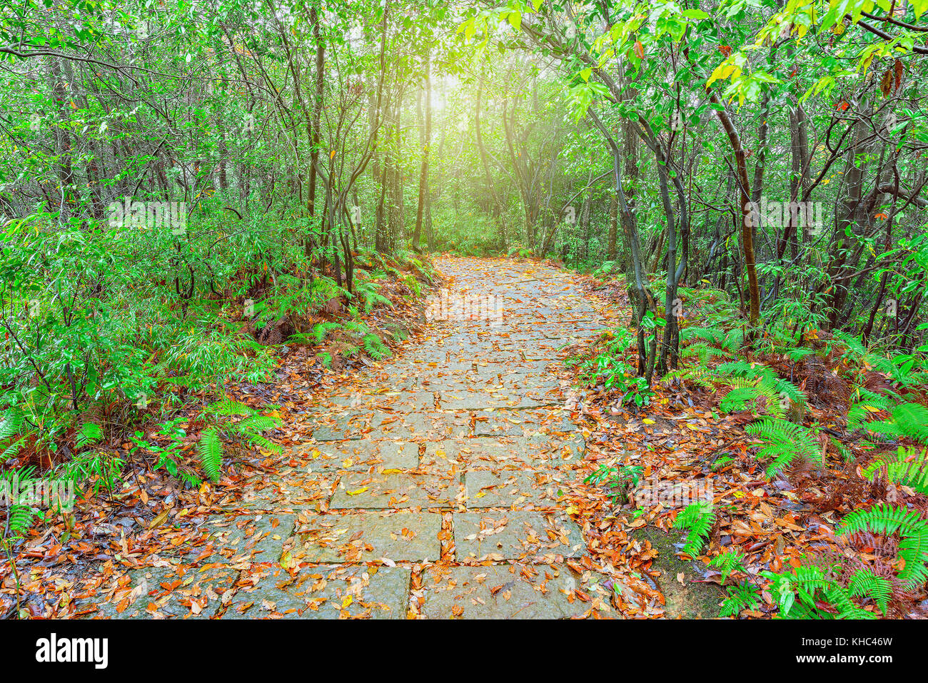 Wet stone path in Zhangjiajie Forest Park at rainy autumn day time ...