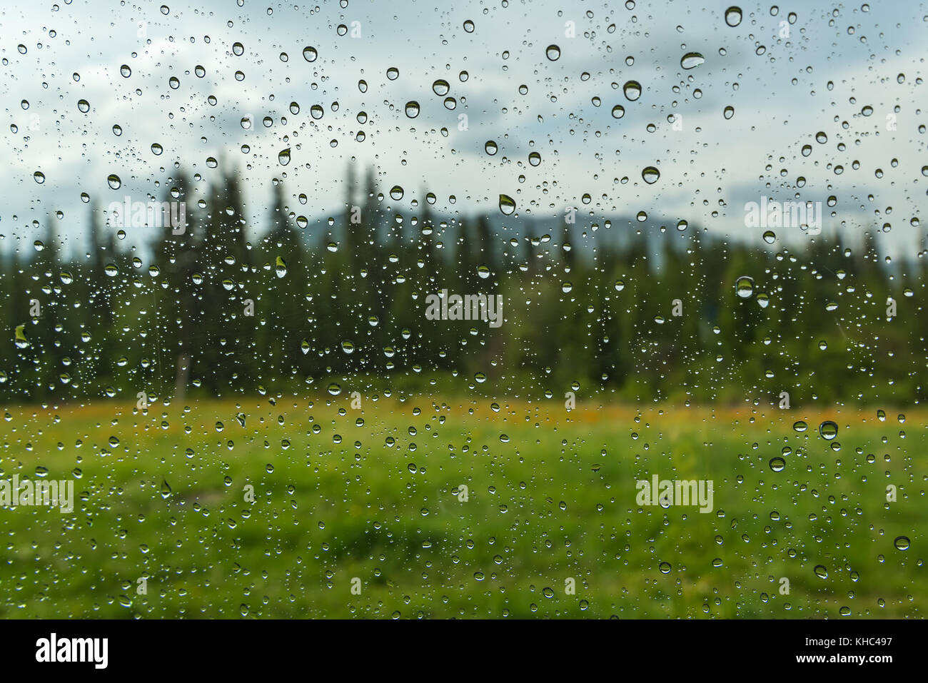 View of the mountain landscape with forest, meadow and flowers through ...