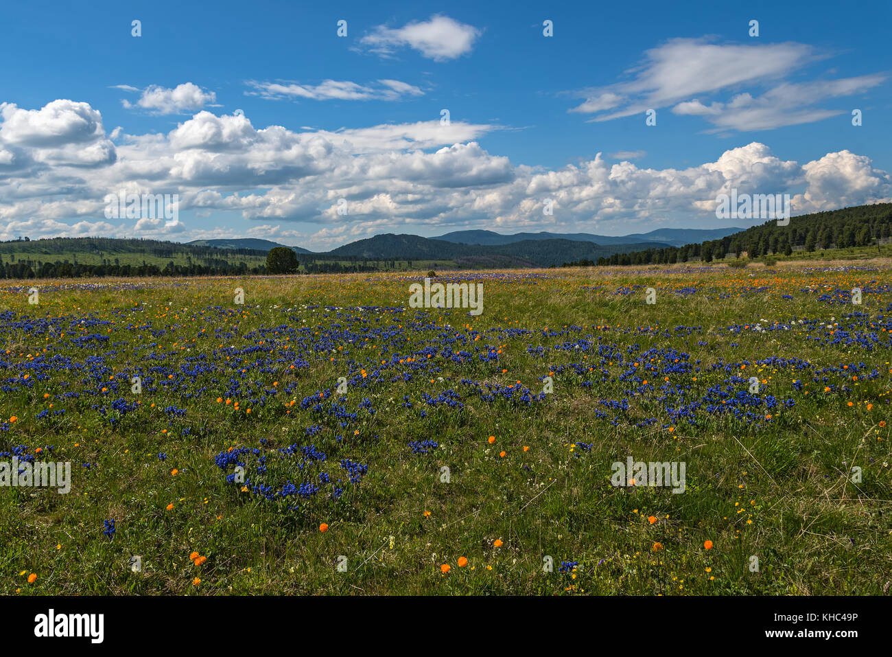Beautiful mountain landscape with wildflowers in the meadow on a ...