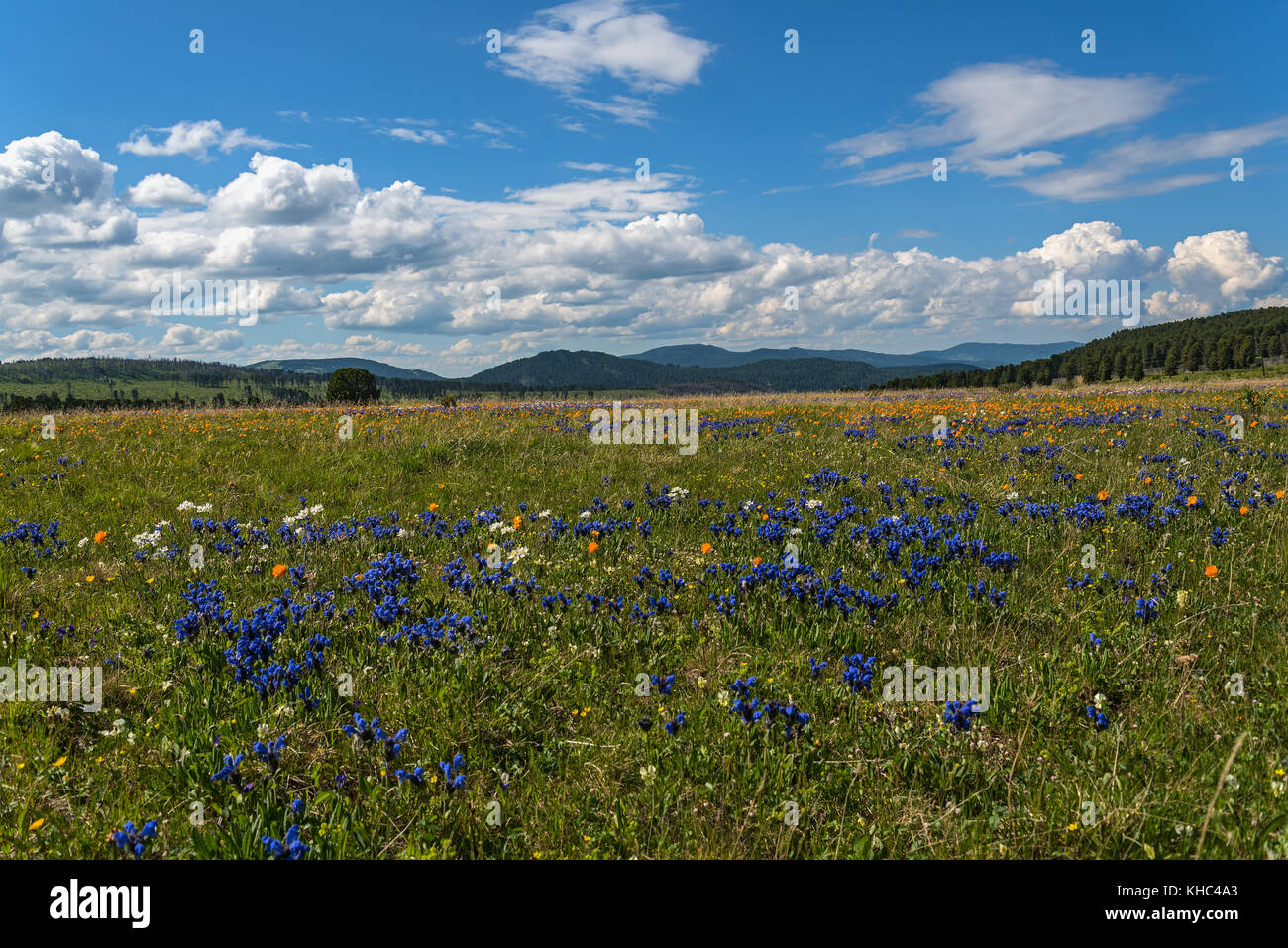 Beautiful mountain landscape with wildflowers in the meadow on a ...