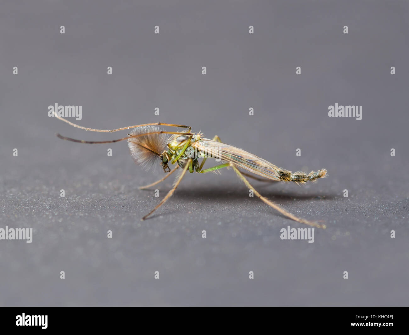 Gray insect hi-res stock photography and images - Alamy