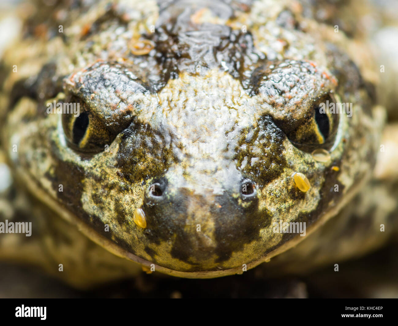 Small angry frog hi-res stock photography and images - Alamy