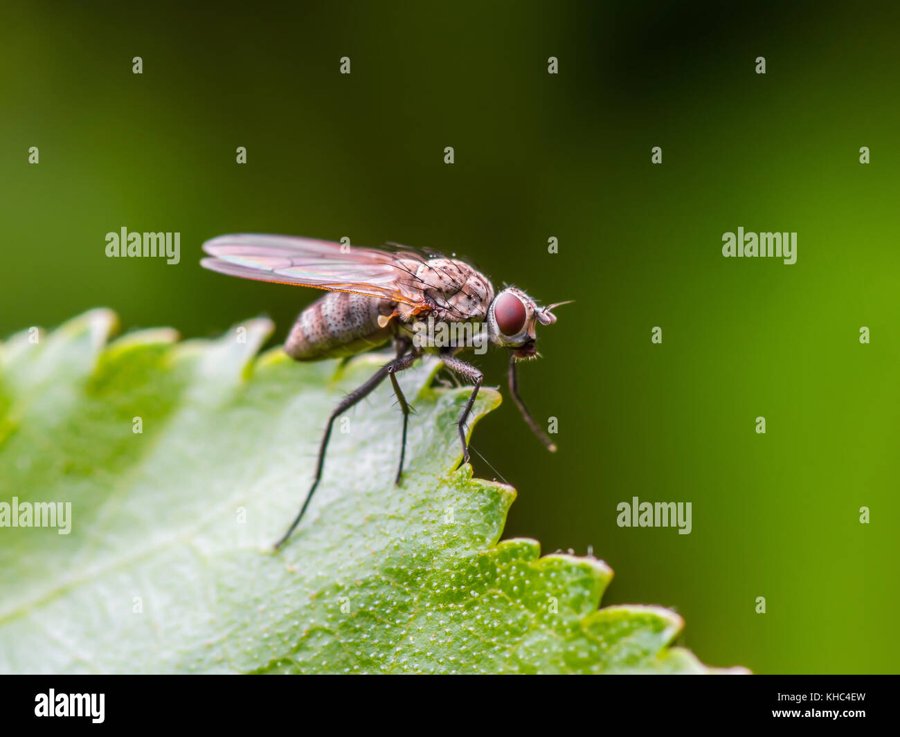 Drosophila Fruit Fly Diptera Insect on Green Leaf Stock Photo - Alamy