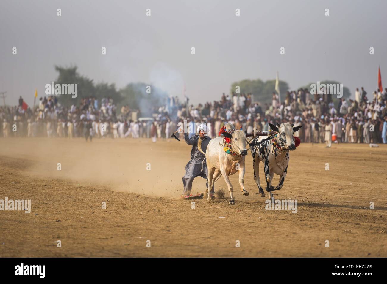 Rural Pakistan, the thrill and pageantry bull race. Men balancing ...