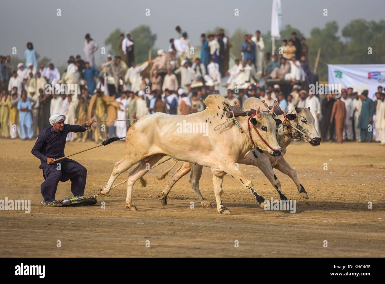 Rural Pakistan, the thrill and pageantry bull race. Men balancing ...