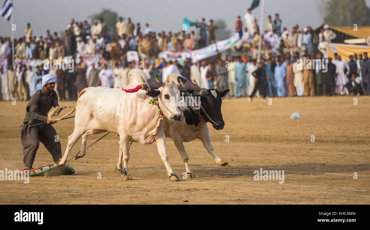 Rural Pakistan, the thrill and pageantry bull race. Men balancing ...