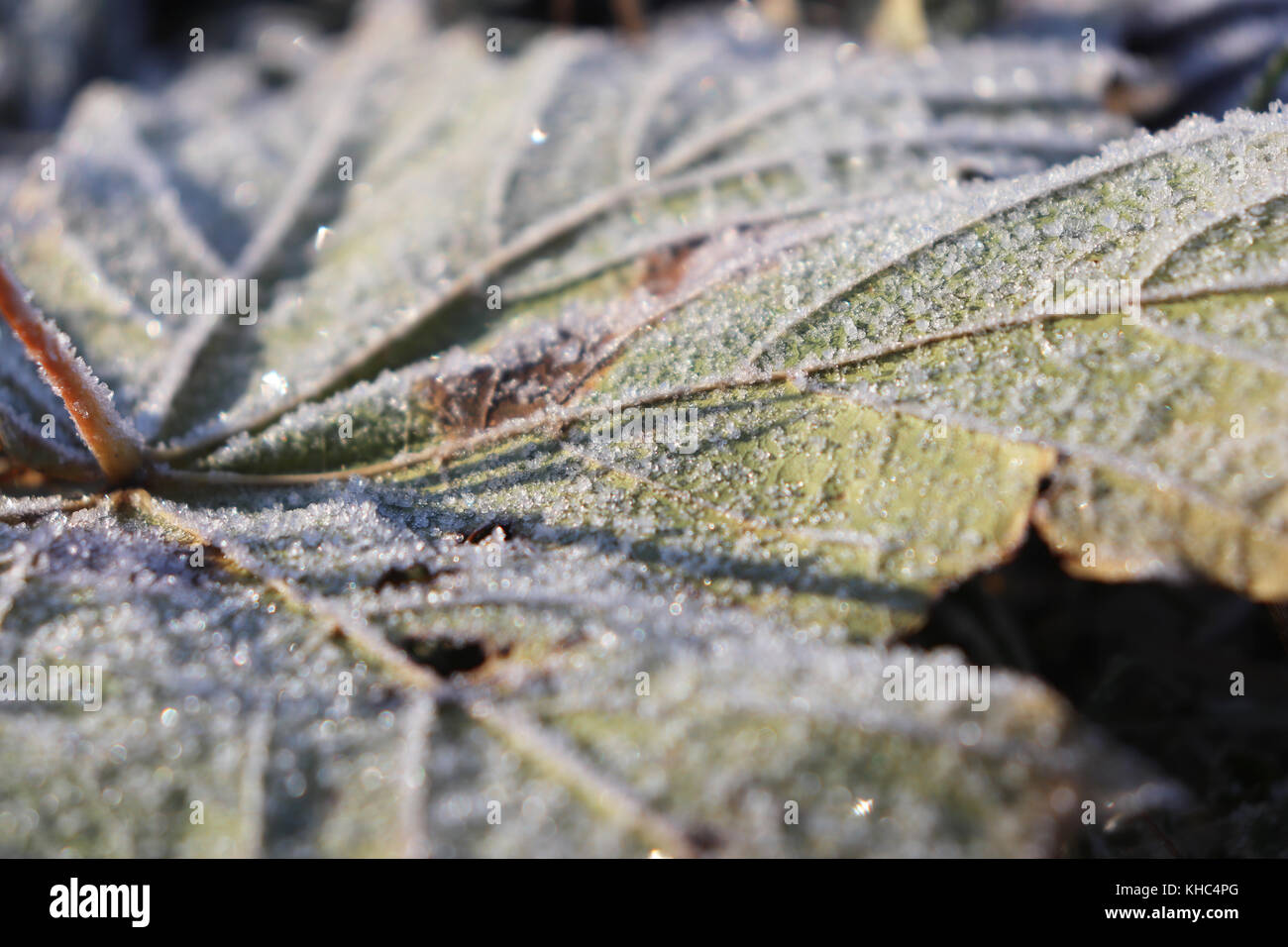 Frosted maple leaf hi-res stock photography and images - Alamy