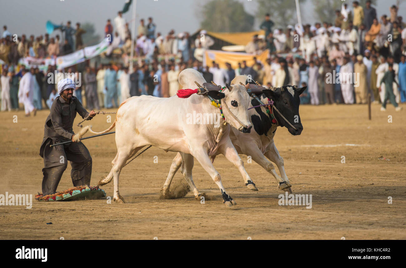 Rural Pakistan, the thrill and pageantry bull race. Men balancing ...