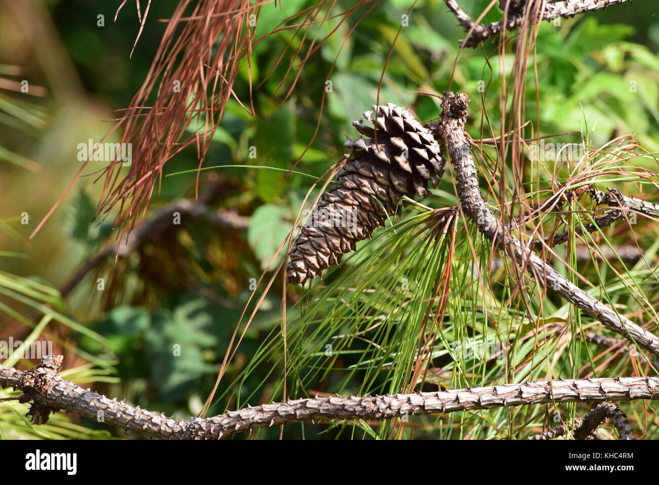 Cone of tree hi-res stock photography and images - Alamy
