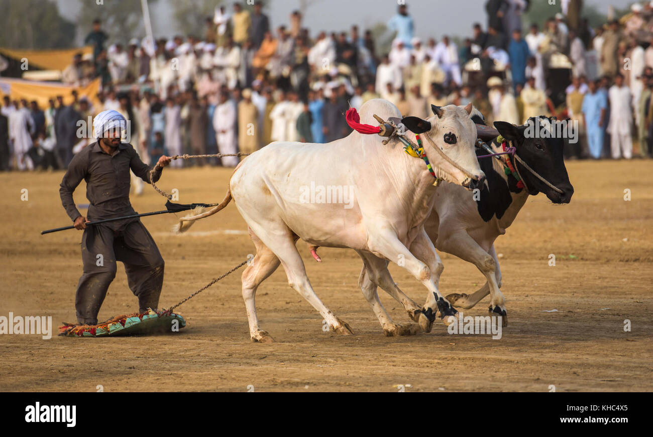 Bull Balancing High Resolution Stock Photography and Images - Alamy
