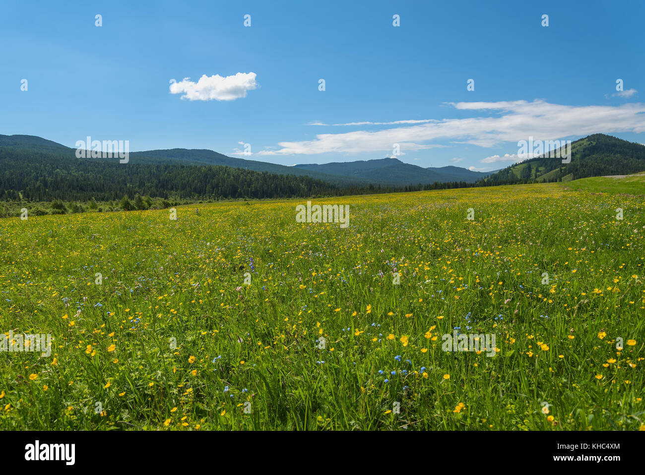 Beautiful mountain landscape with wild flowers in the meadow on a ...