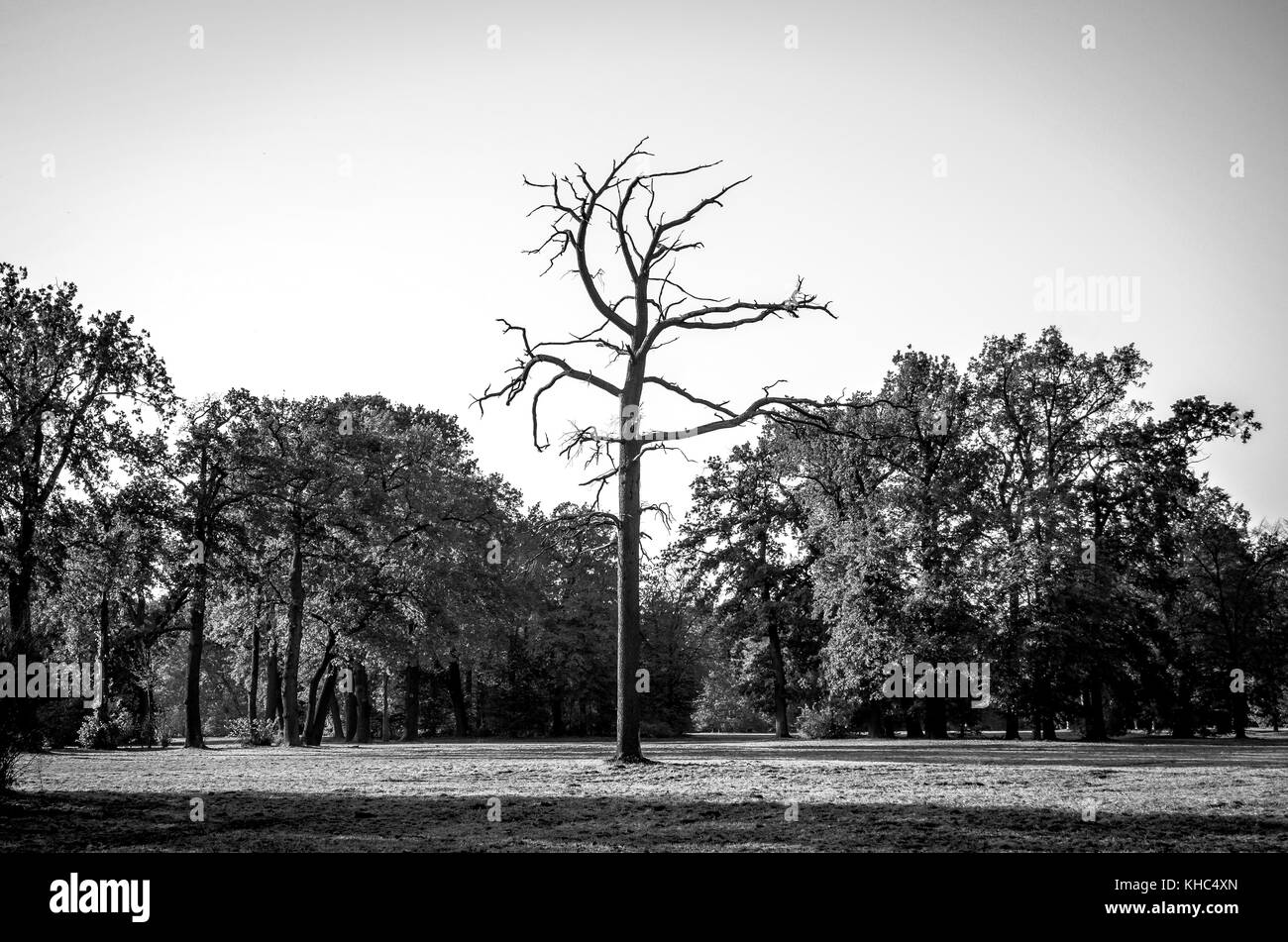 dead tree in park landscape in black and white Stock Photo - Alamy
