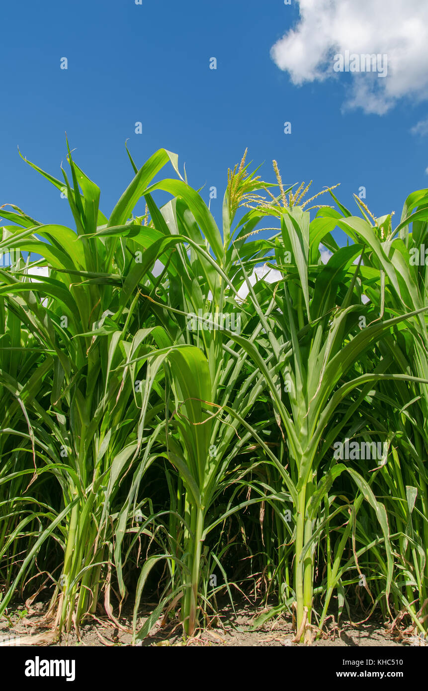 green maize field Stock Photo - Alamy