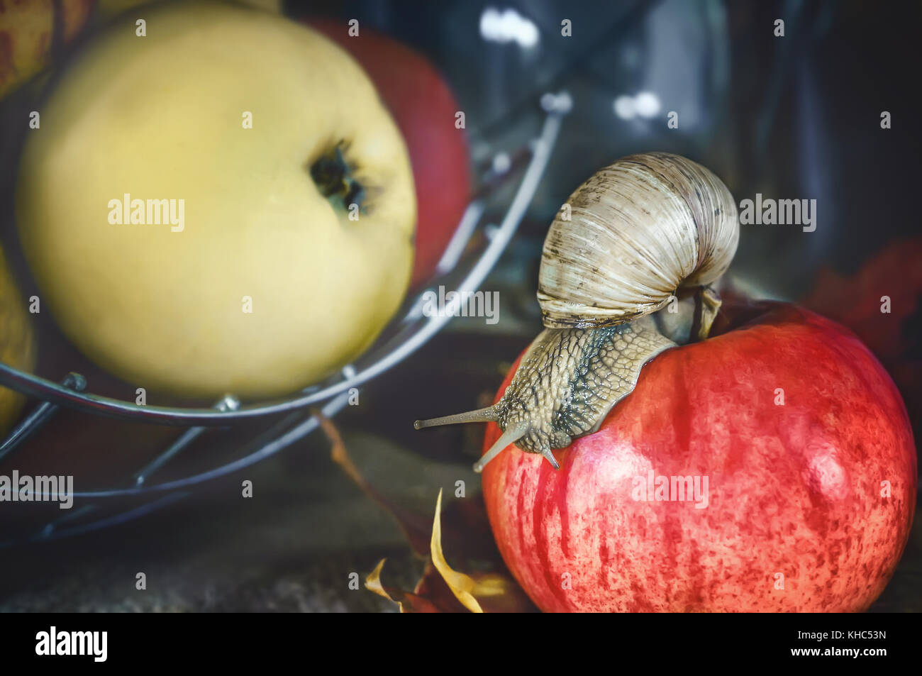 Land invertebrates hi-res stock photography and images - Alamy