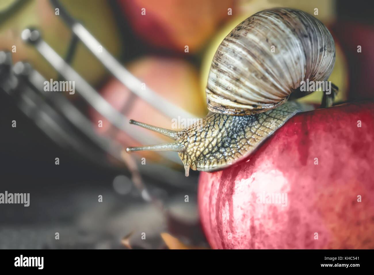 The large Achatina snail crawling on a red Apple on a background of ...