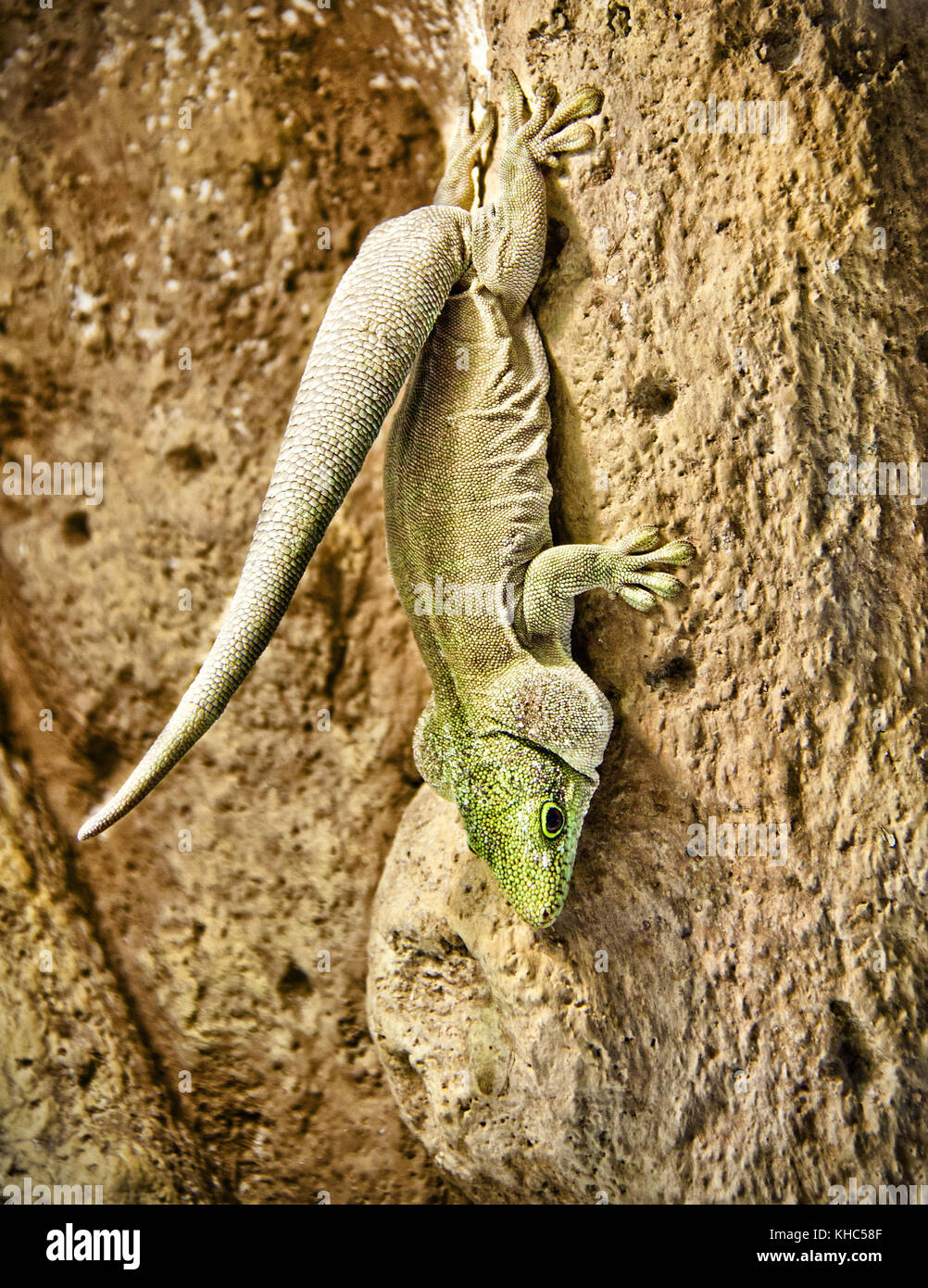 A green lizard staring at his next victim Stock Photo - Alamy