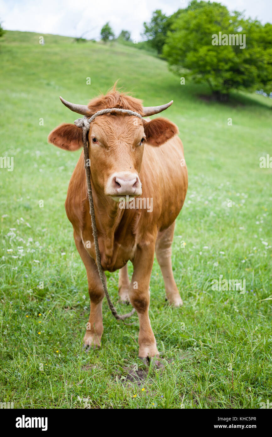 Polish red cow on a green pasture, looking at camera Stock Photo - Alamy