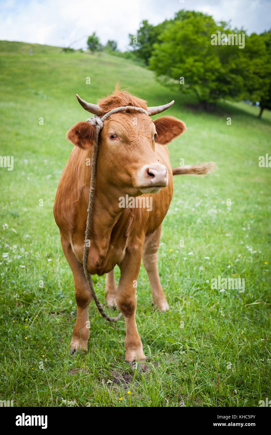 Polish Cow Batzen Gegen Rechts At Golden Pudel, Hambourg