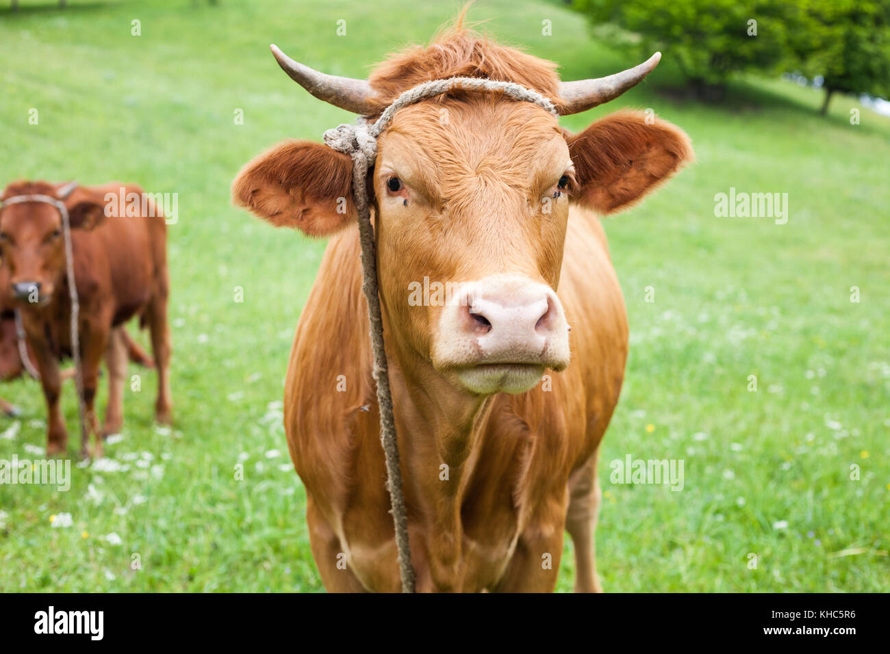 Polish agriculture hi-res stock photography and images - Alamy
