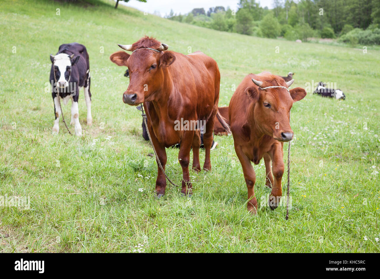 Herd of polish red cow on a green pasture, looking at camera Stock ...