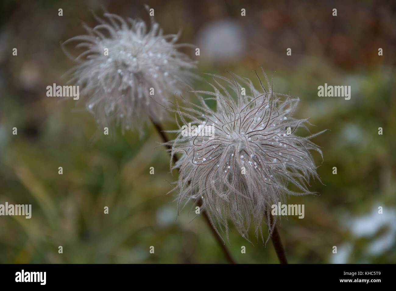 snow on pasque flower in autumn *** Local Caption *** switzerland ...