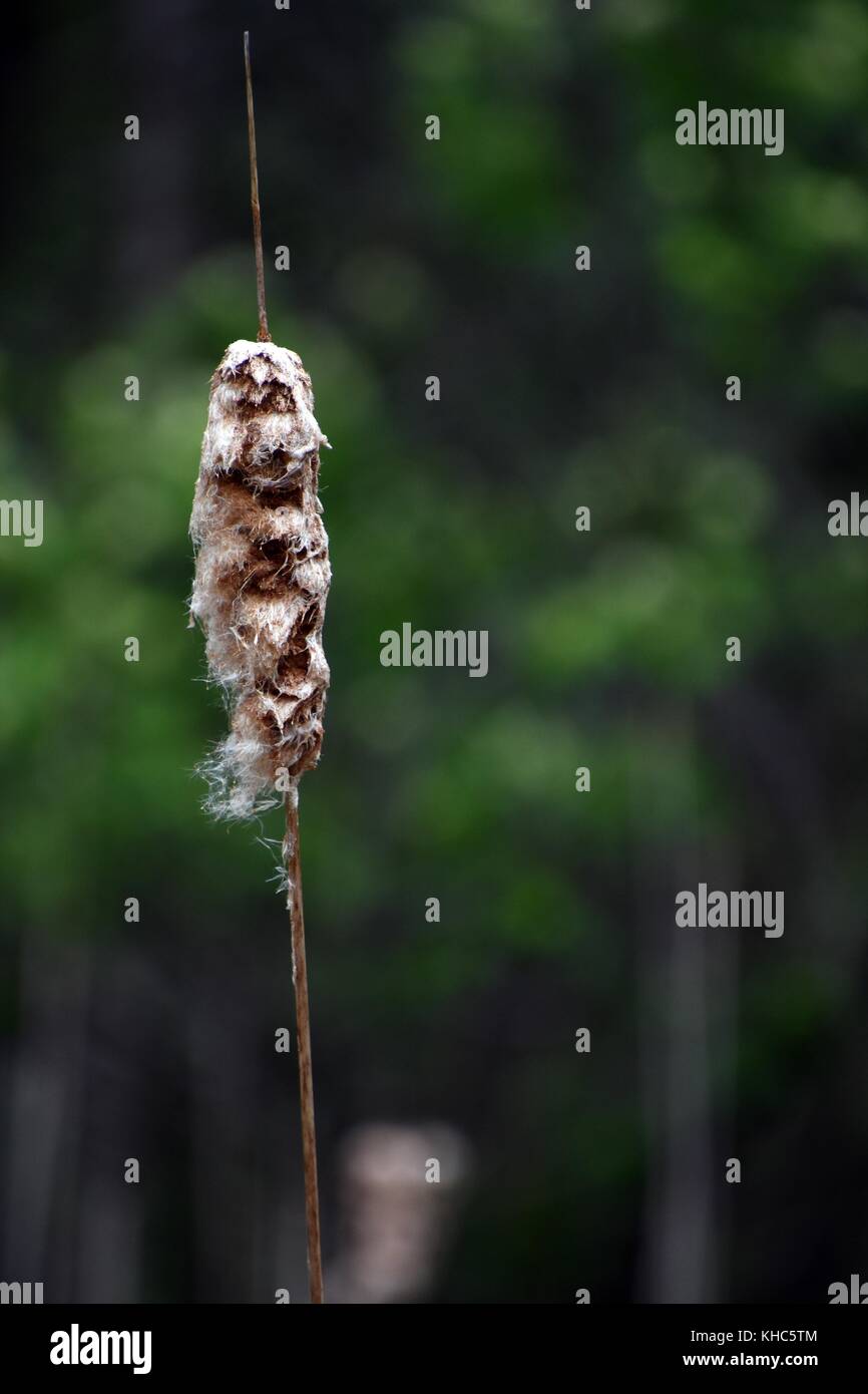Spring cattail marsh hi-res stock photography and images - Alamy Spring cattail marsh hi-res stock photography and images - Alamy