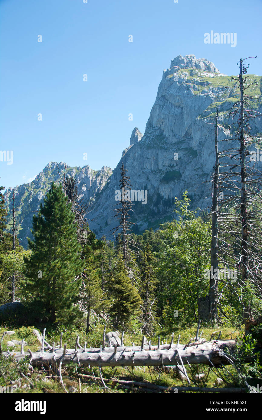 peak in native forest *** Local Caption *** switzerland, fribourg, jaun ...