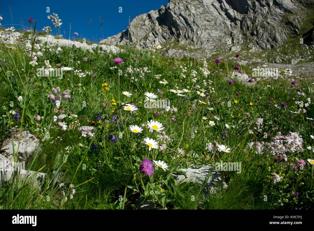 Switzerland nature biodiversity hi-res stock photography and images - Alamy
