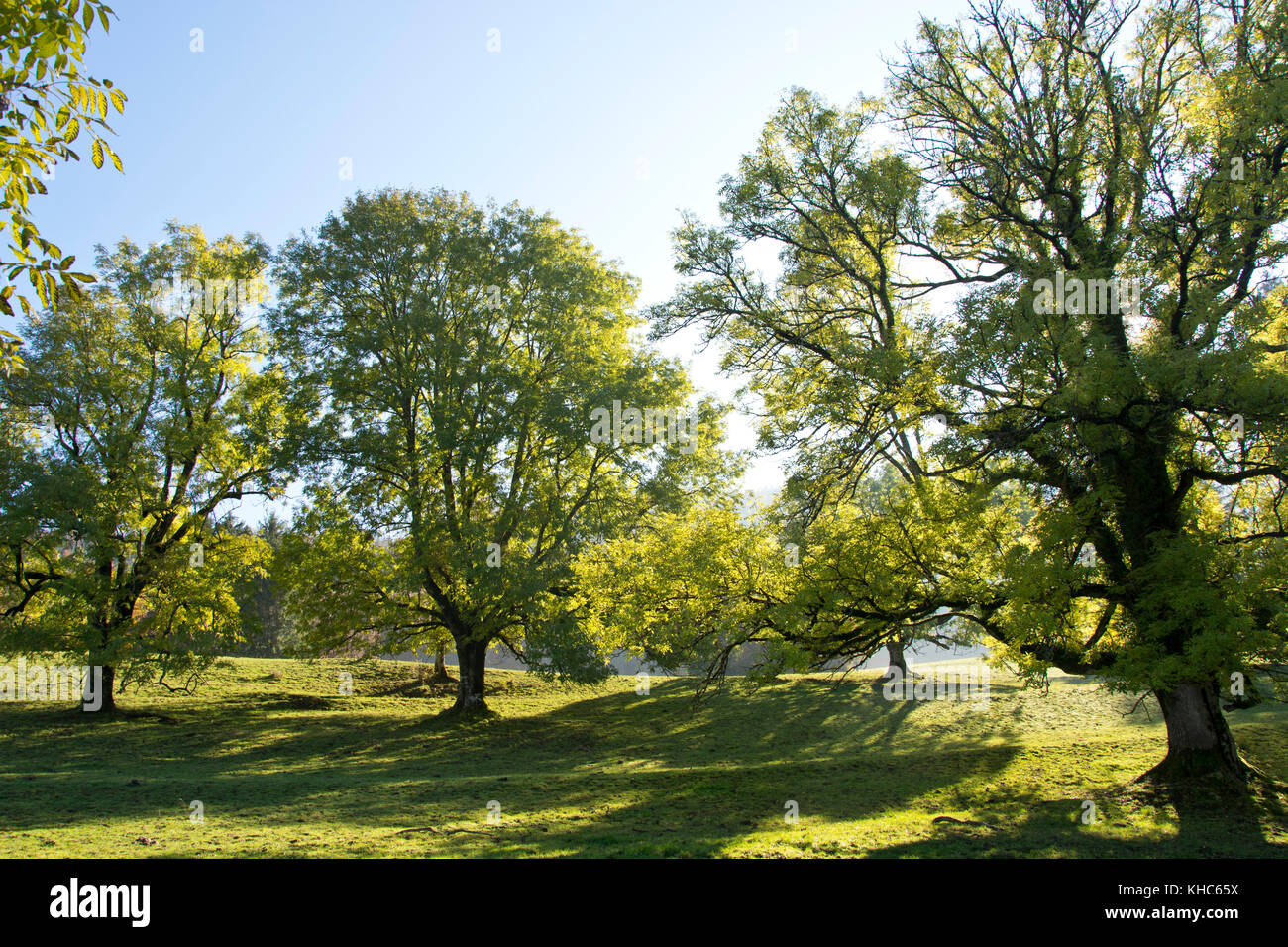 giant ash trees in autumn *** Local Caption *** switzerland, jura ...