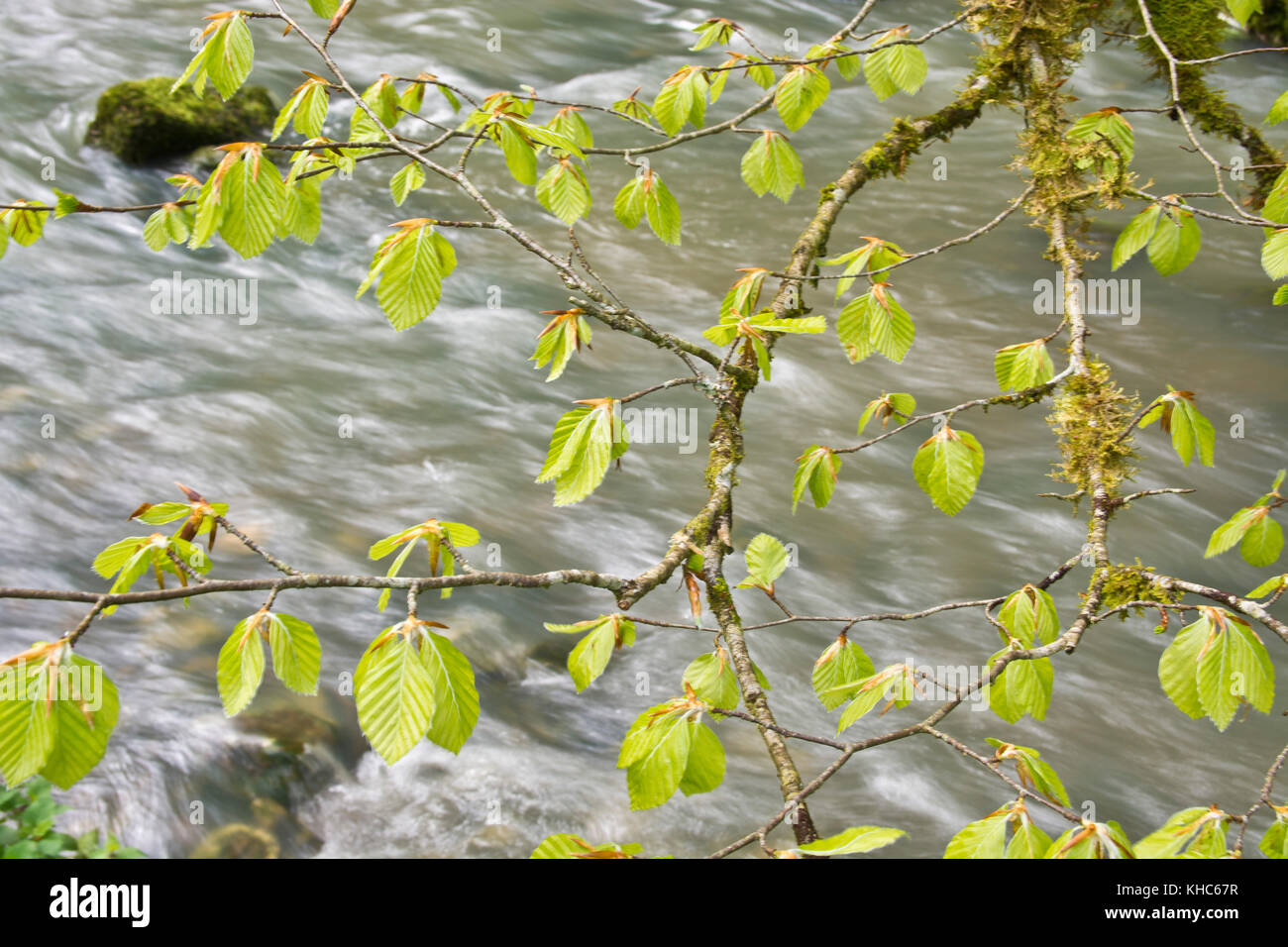 beech leaves over water *** Local Caption *** switzerland, solothurn ...