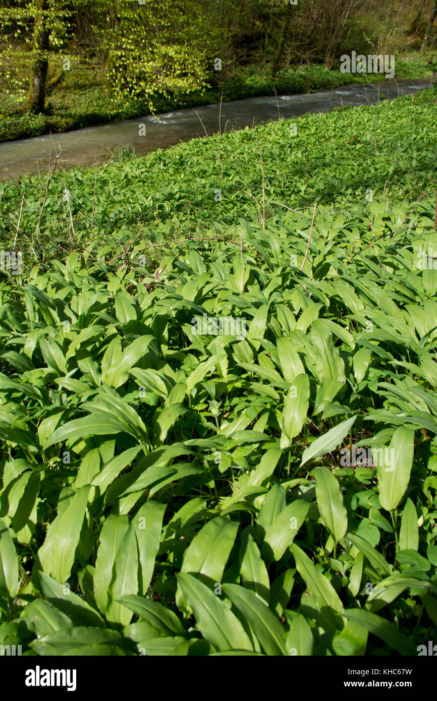 green wood garlic valley *** Local Caption *** switzerland, solothurn ...