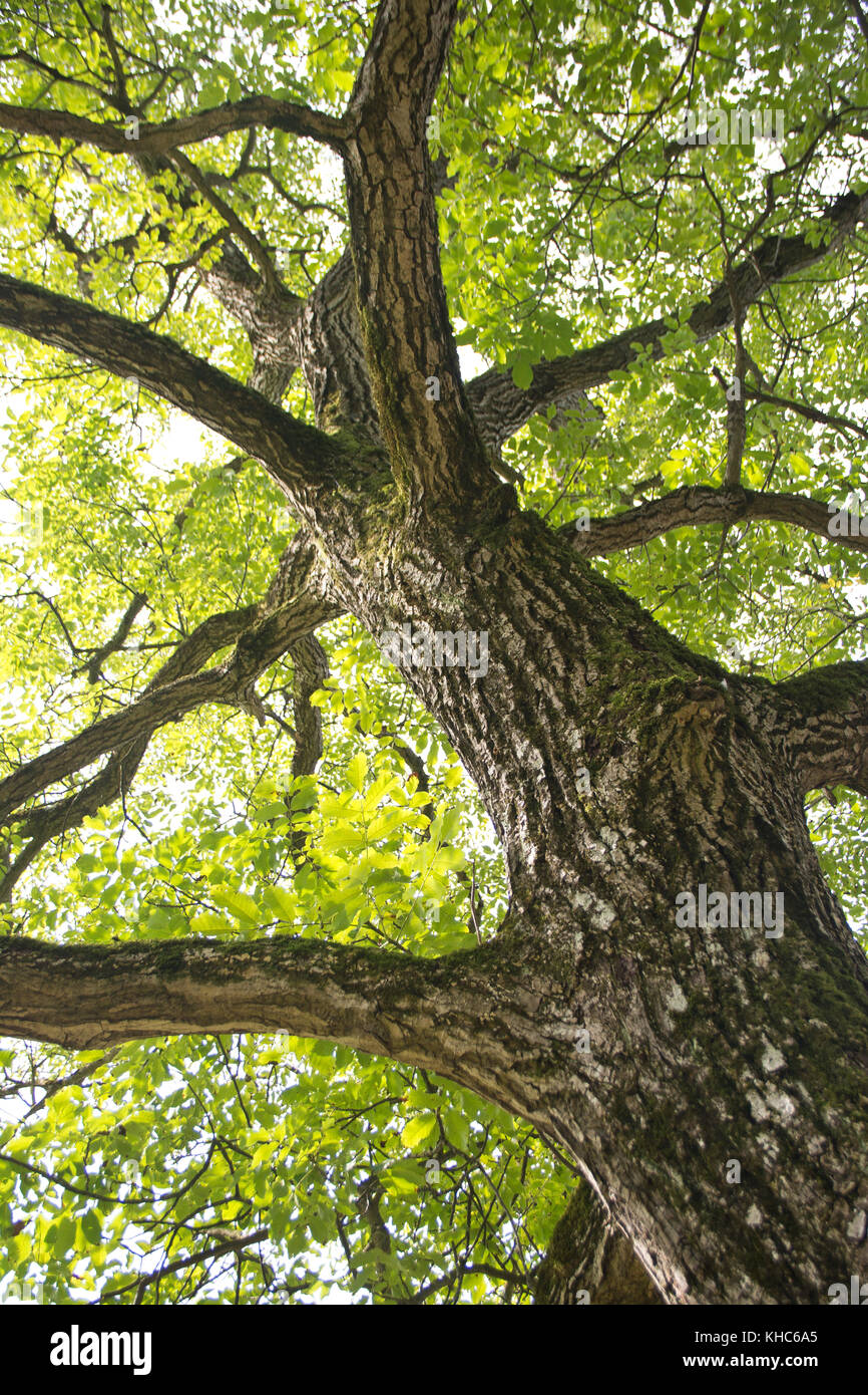 Bark Old Walnut Tree High Resolution Stock Photography and Images - Alamy