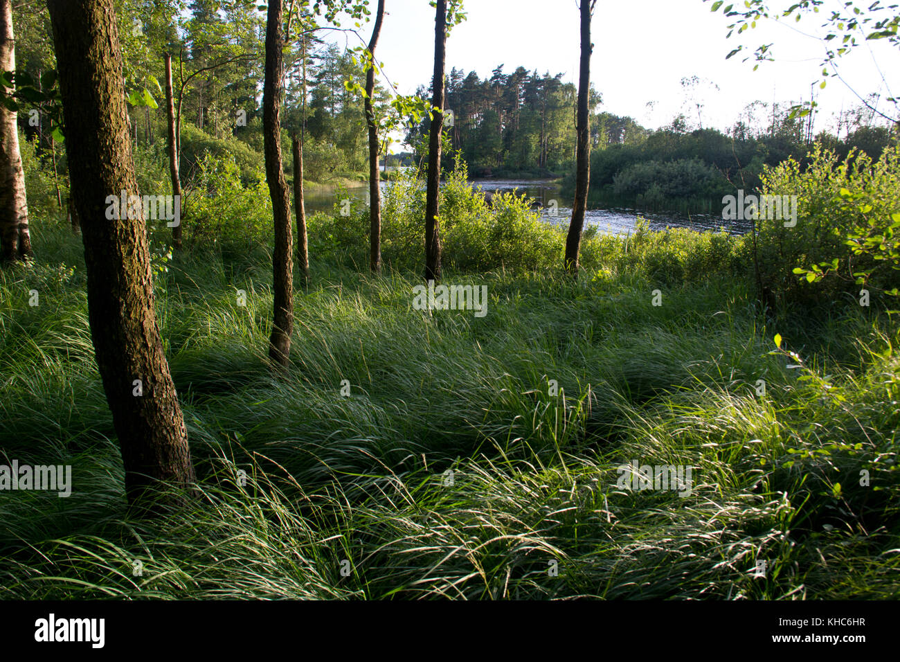 alluvial forest on swedish lake *** Local Caption *** sweden, skane ...