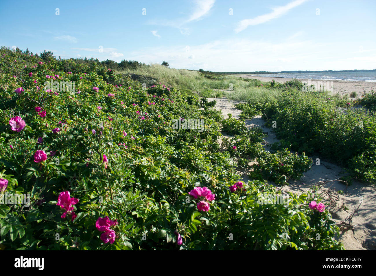 sibirien beach at swedish west coast *** Local Caption *** sweden ...