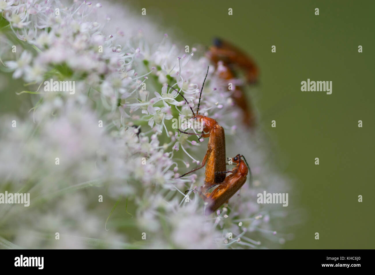 beetle on flower *** Local Caption *** sweden, skane, beetle, bug ...