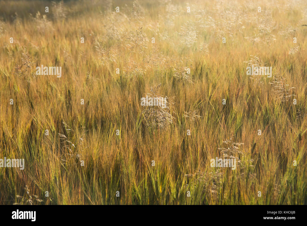 Rye grass hi-res stock photography and images - Alamy