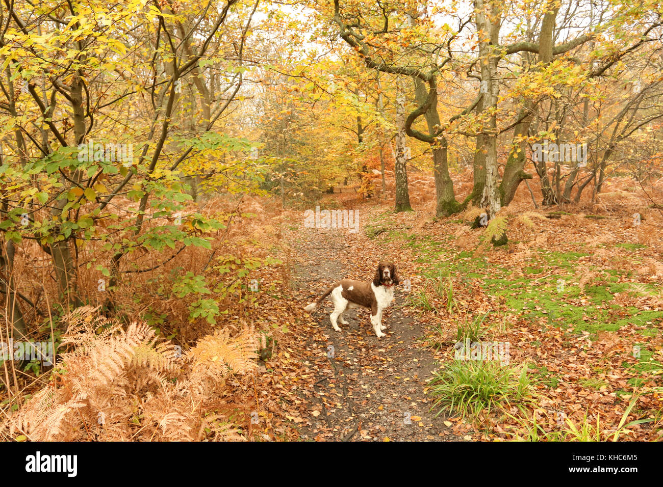 A cute English Springer Spaniel Dog (Canis lupus familiaris) enjoying a ...
