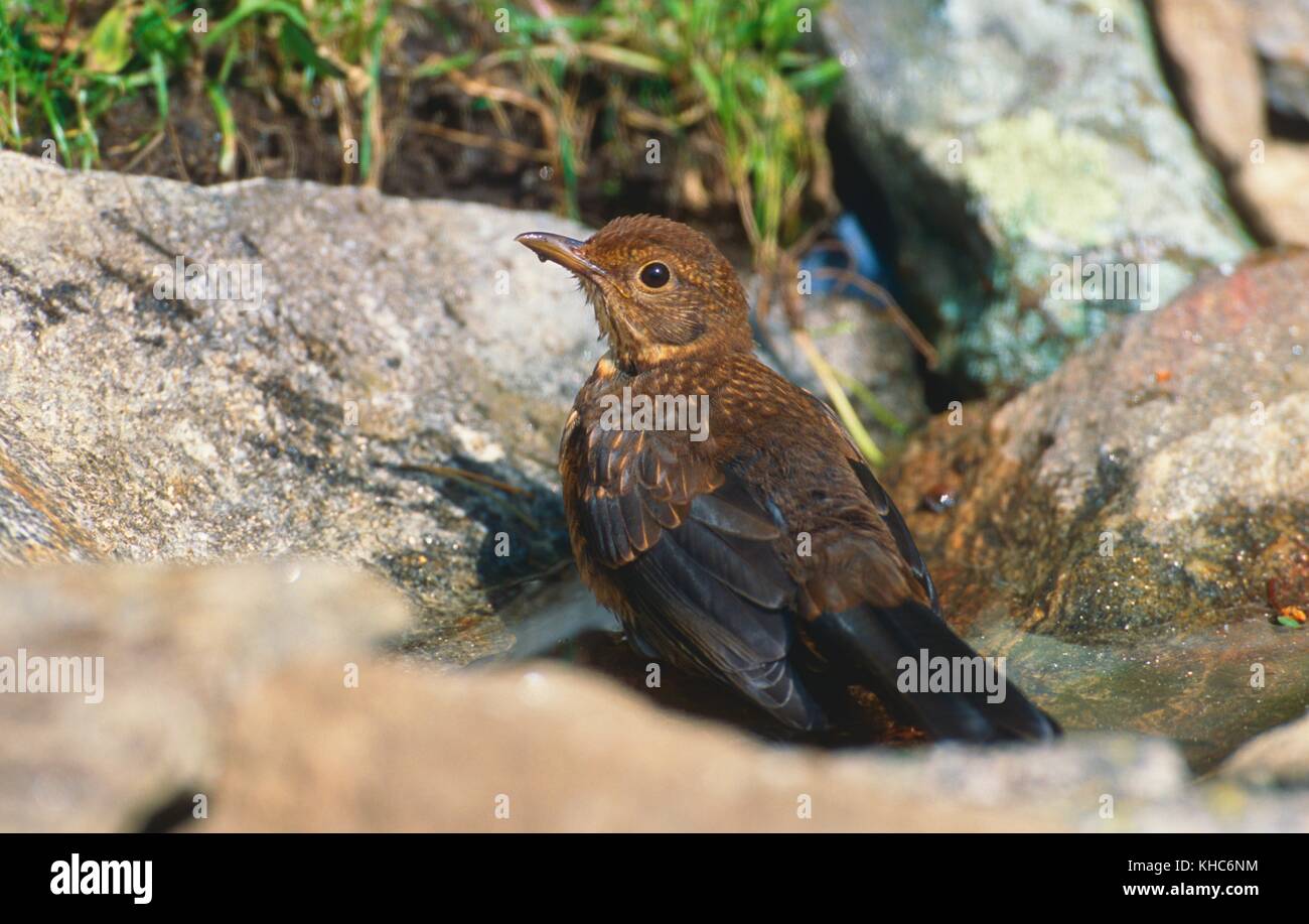 Juvenile male common blackbird turdus merula hi-res stock photography ...